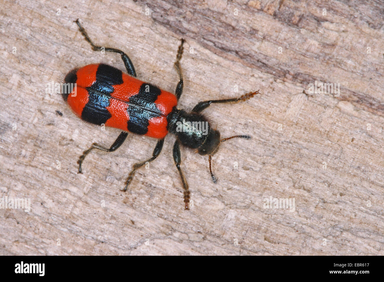bee beetle, bee wolf (Trichodes apiarius), on deadwood, Germany Stock ...
