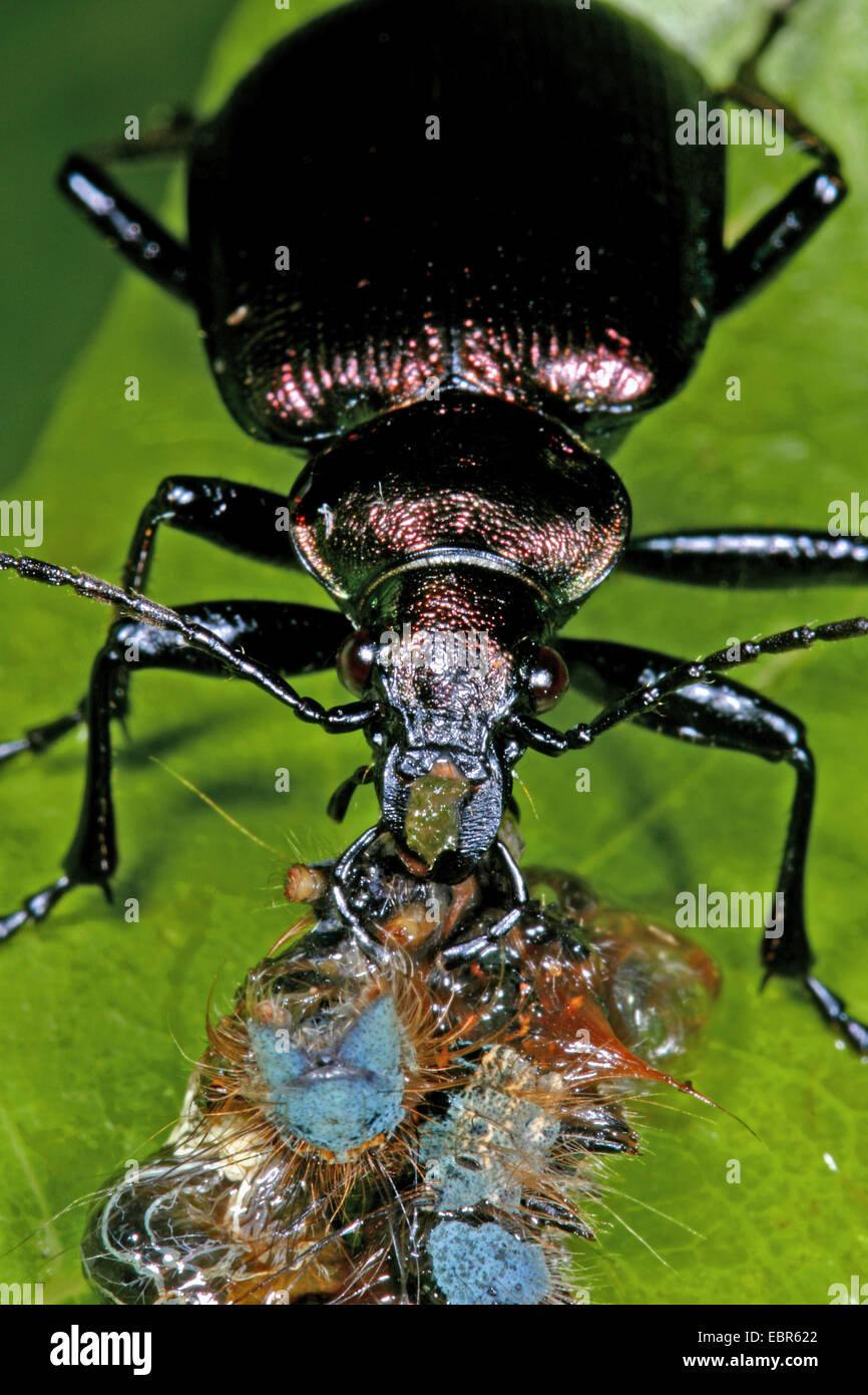 oakwood ground beetle (Calosoma inquisitor), feeds on a caterpillar ...