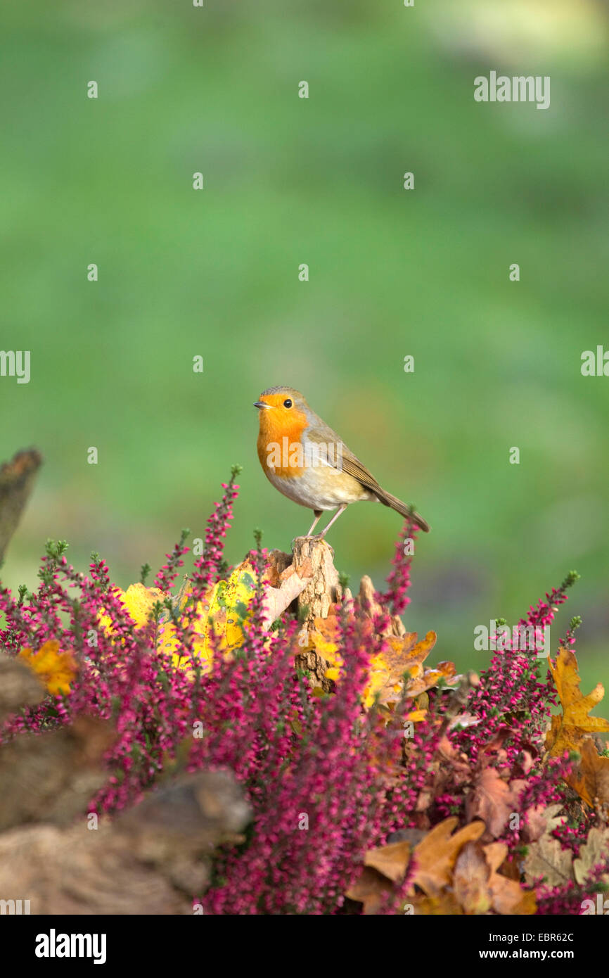 European robin (Erithacus rubecula), sitting on a pillar in autumn with ...