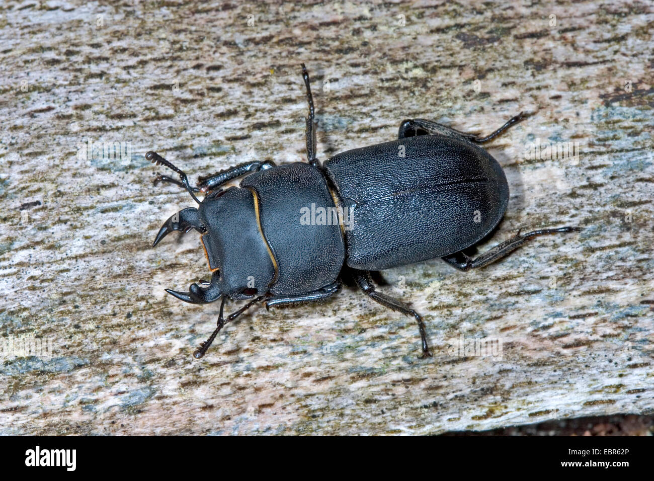 Lesser stag beetle (Dorcus parallelipipedus), male on deadwood, Germany ...