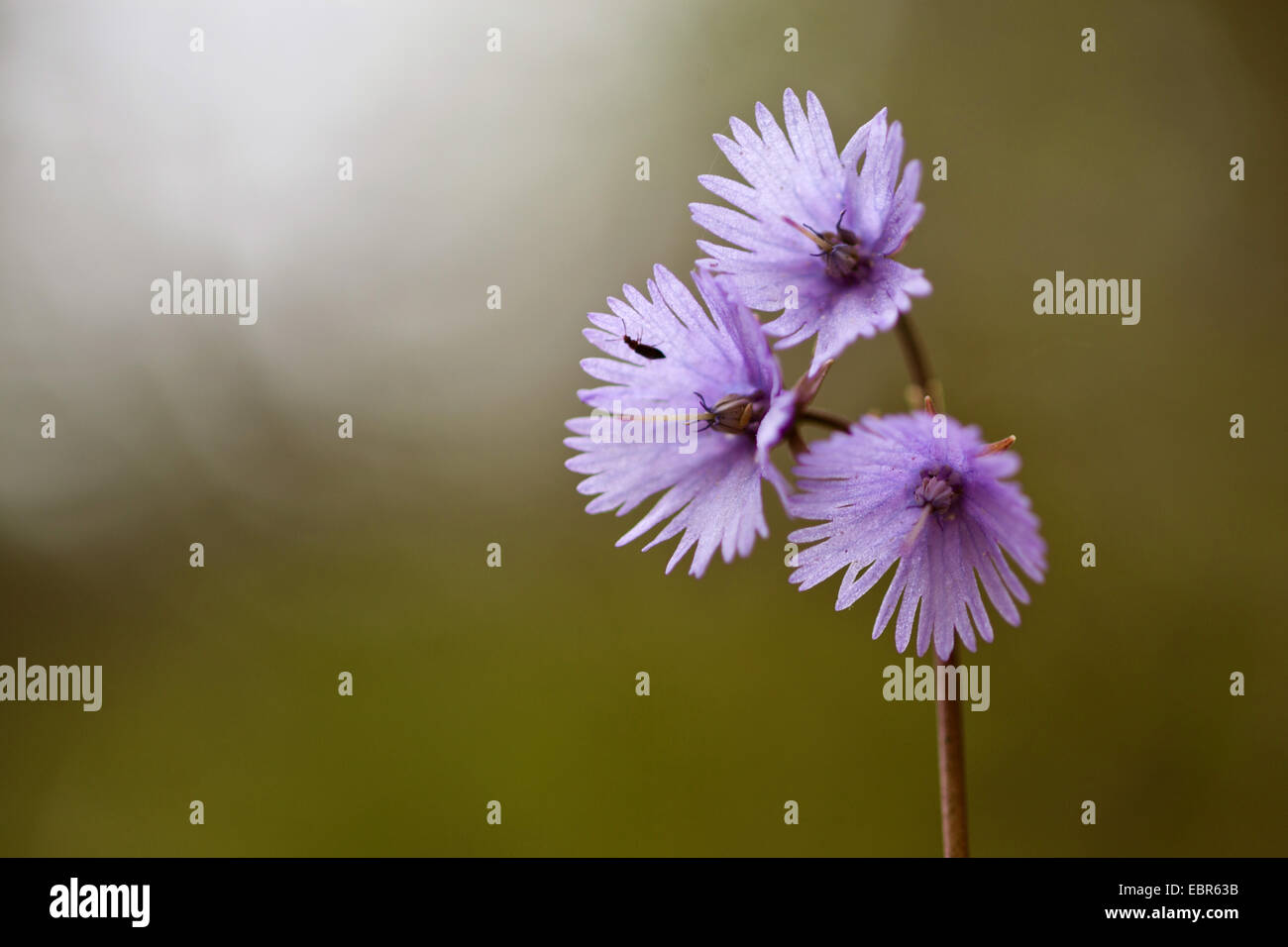 alpine snowbell, moonwort (Soldanella alpina), three flowers, Austria ...