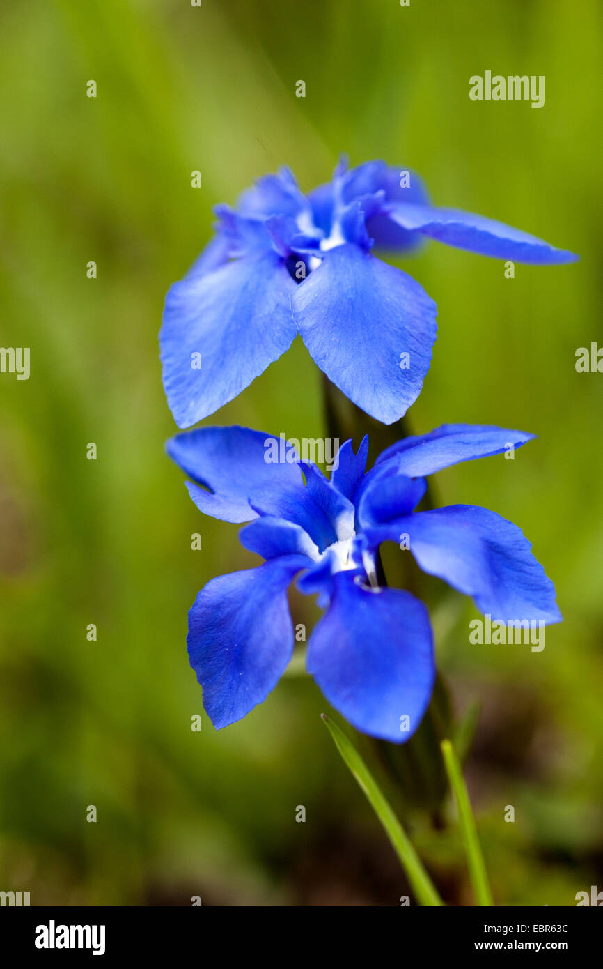 spring gentian (Gentiana verna), two blue flowers, Austria, Tyrol Stock ...