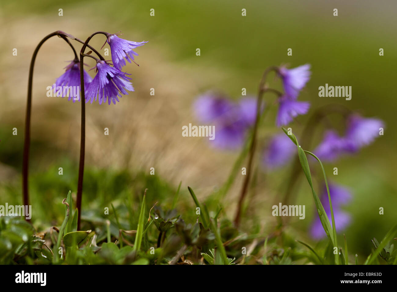alpine snowbell, moonwort (Soldanella alpina), flowering, Austria ...