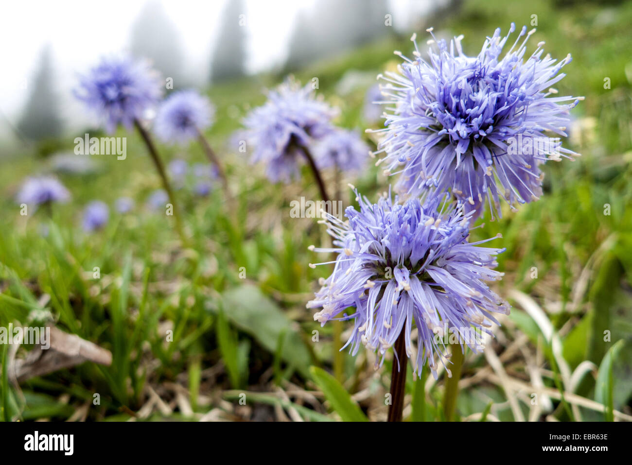 Globe daisy (Globularia nudicaulis), several flowers, Austria, Tyrol ...