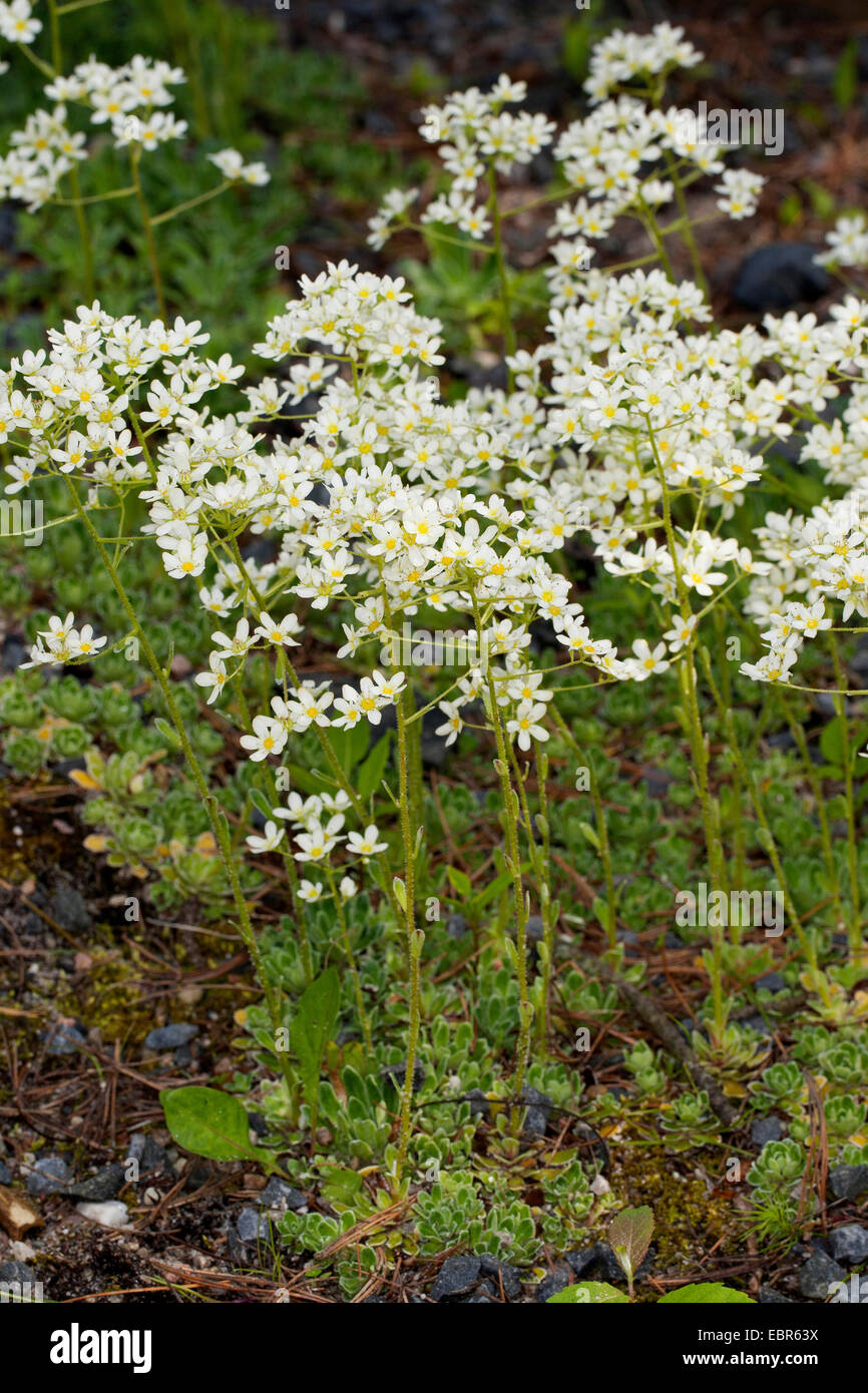 Encrusted Saxifrage, Silver Saxifrage (Saxifraga hostii), blooming ...
