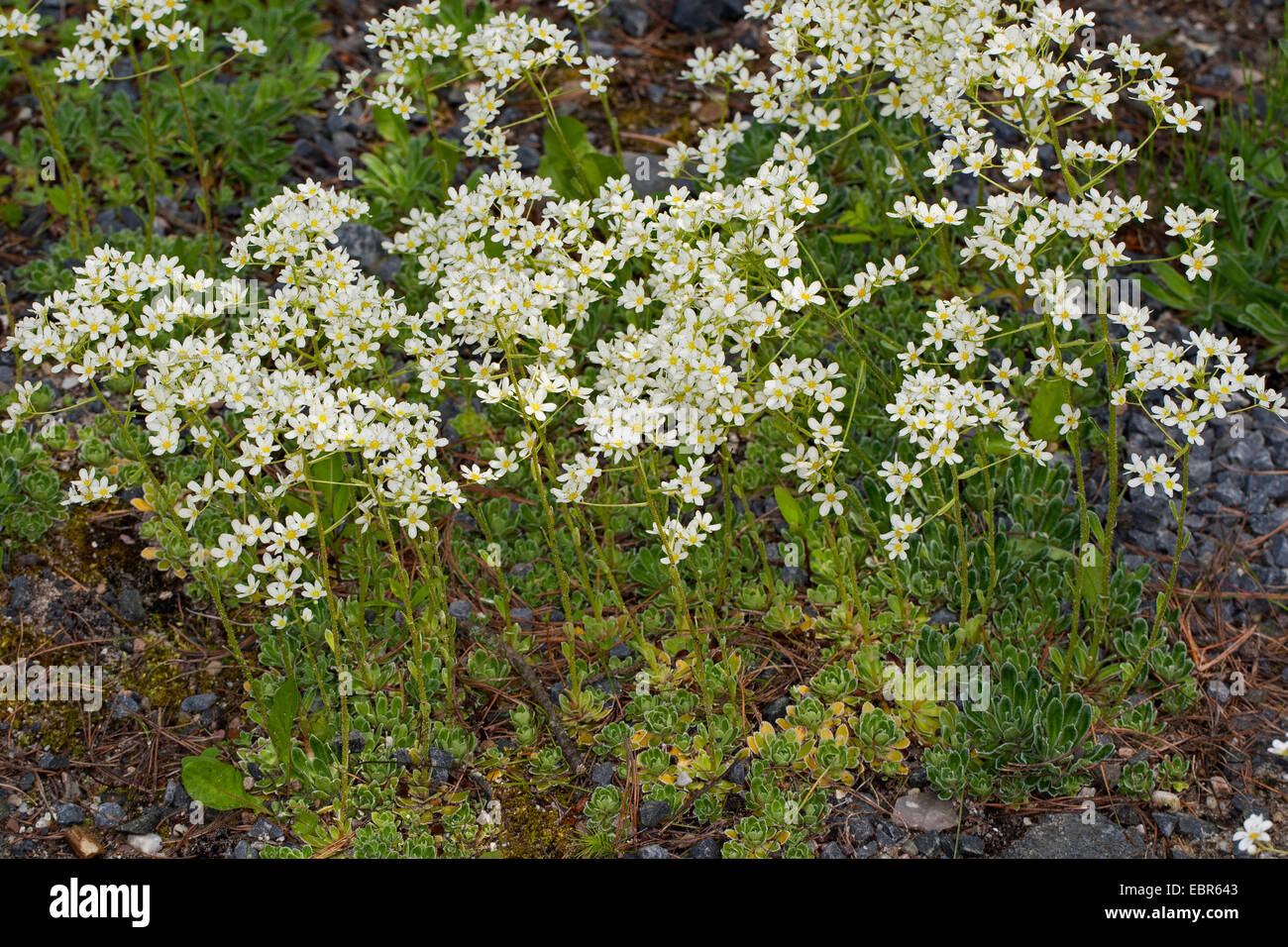 Encrusted Saxifrage, Silver Saxifrage (Saxifraga hostii), blooming ...