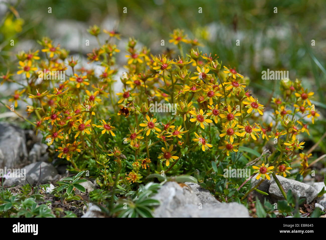 yellow saxifrage, yellow mountain saxifrage, evergreen saxifrage ...