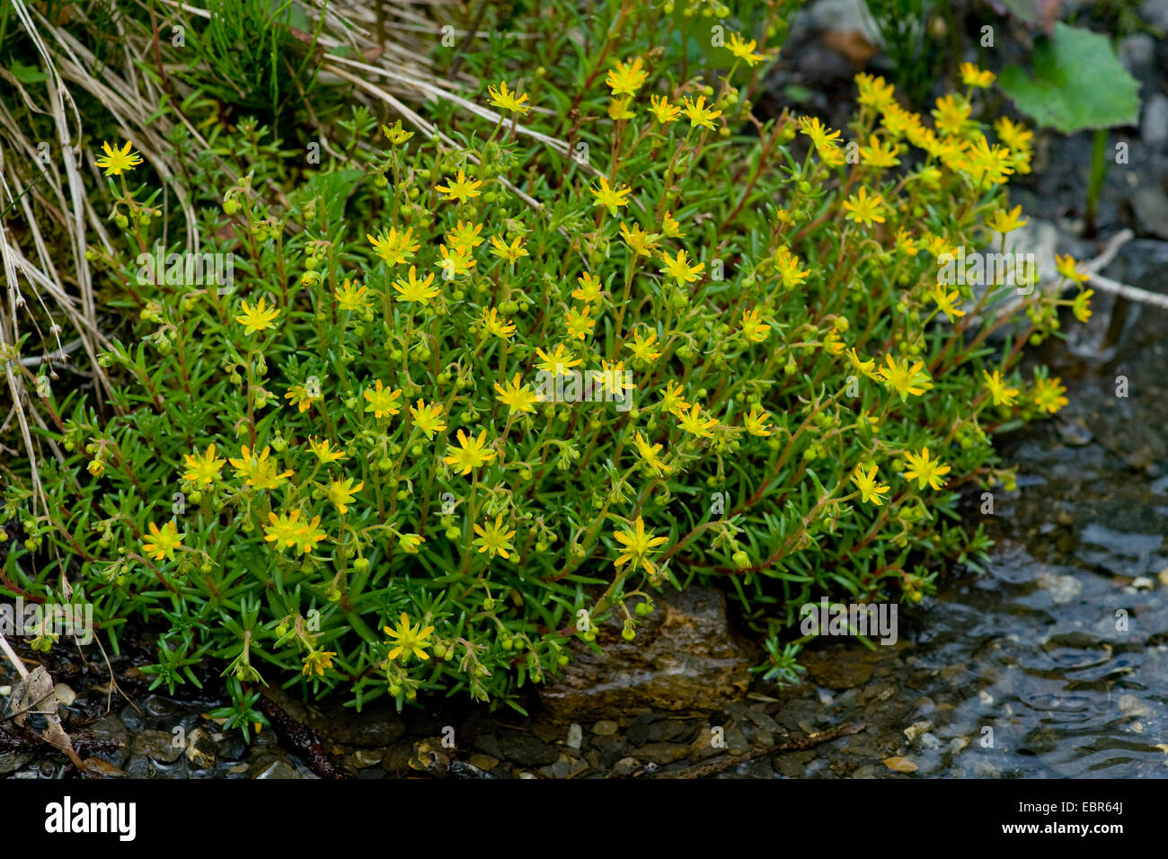 yellow saxifrage, yellow mountain saxifrage, evergreen saxifrage ...