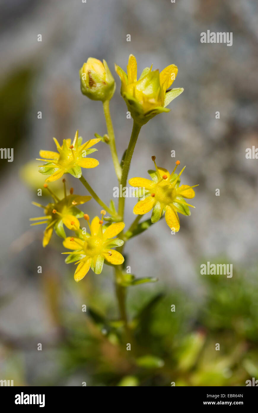 Evergreen saxifrages hi-res stock photography and images - Alamy