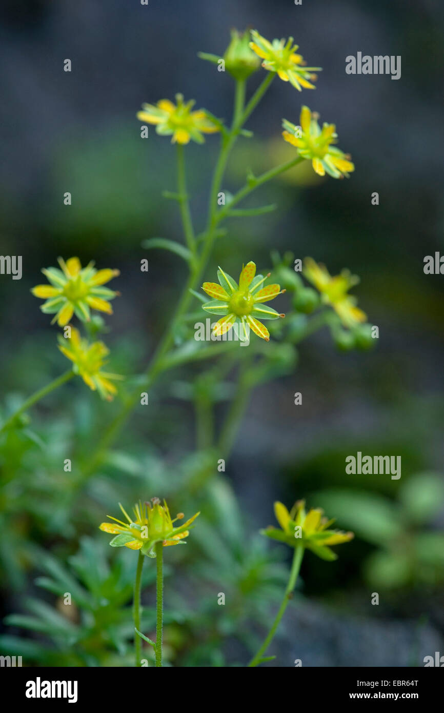 yellow saxifrage, yellow mountain saxifrage, evergreen saxifrage ...