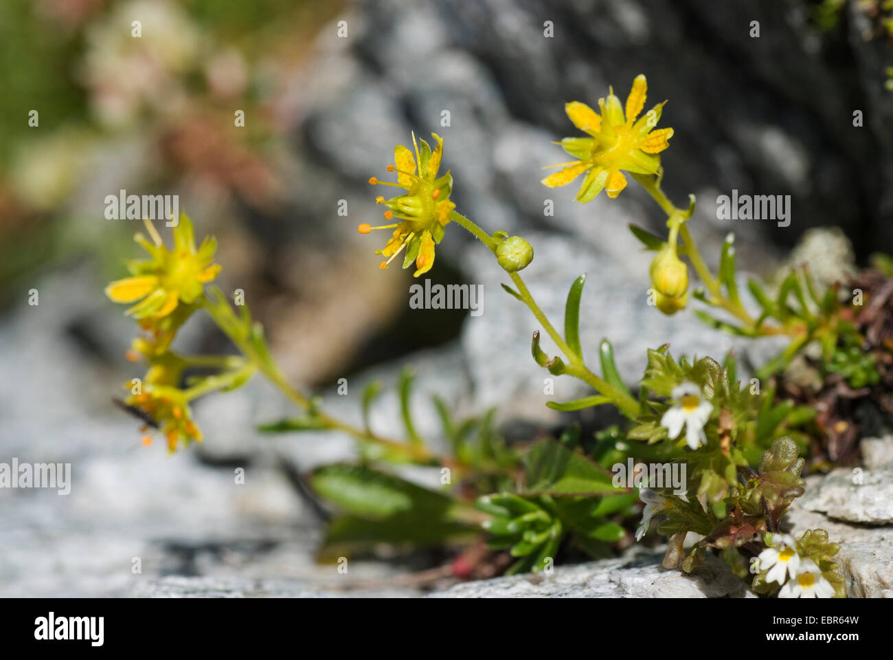yellow saxifrage, yellow mountain saxifrage, evergreen saxifrage ...