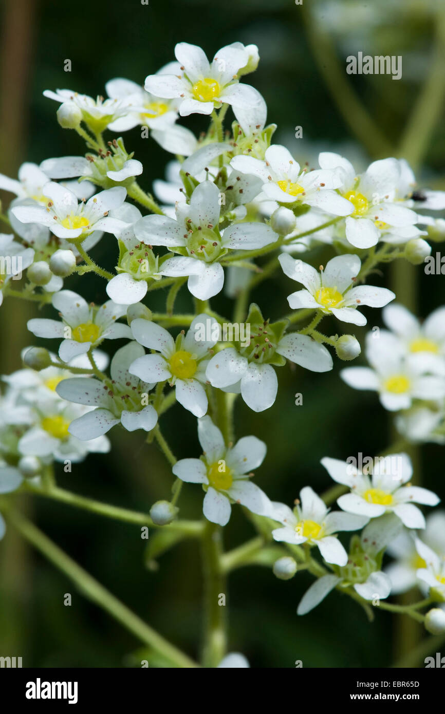 Encrusted Saxifrage, Silver Saxifrage (Saxifraga hostii), flowers Stock ...