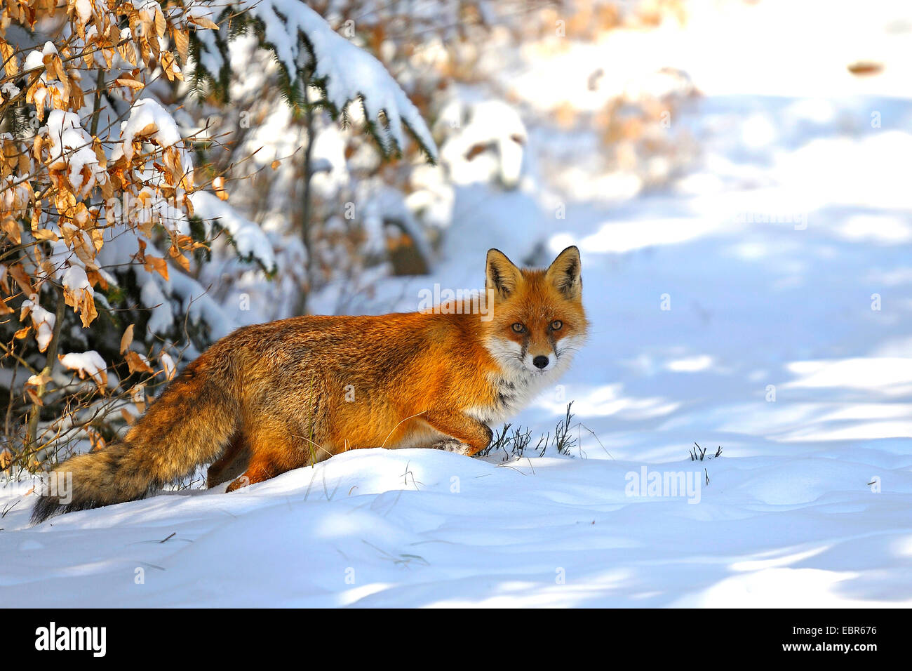 red fox (Vulpes vulpes), in snowy landscape, Germany, Hesse Stock Photo ...