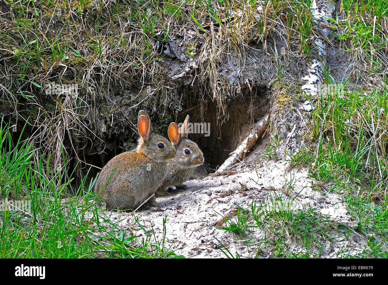 European rabbit (Oryctolagus cuniculus), two rabbits in front of their ...