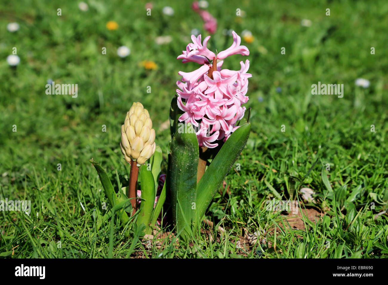 Jacinthe (Hyacinthus orientalis), pink jacinthe in a meadow Stock Photo ...