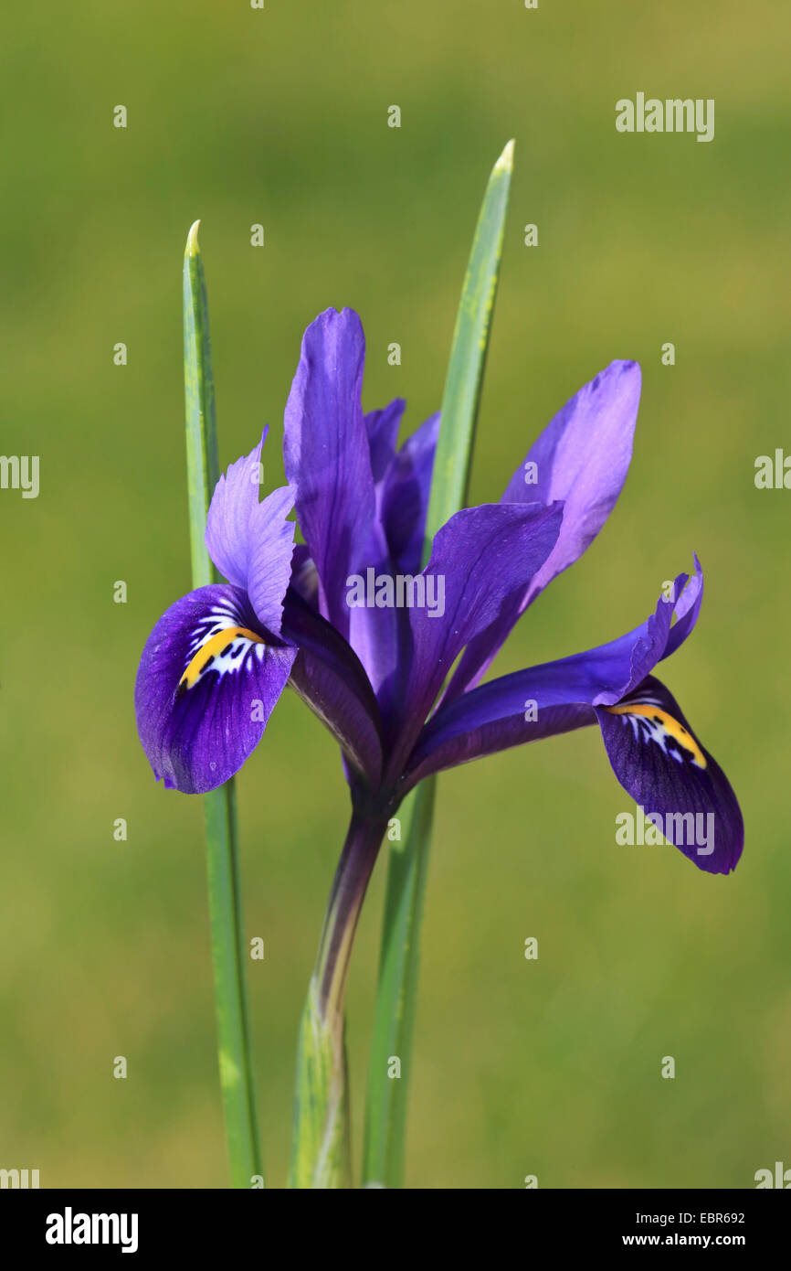 dwarf beardless iris (Iris reticulata), flowers Stock Photo - Alamy