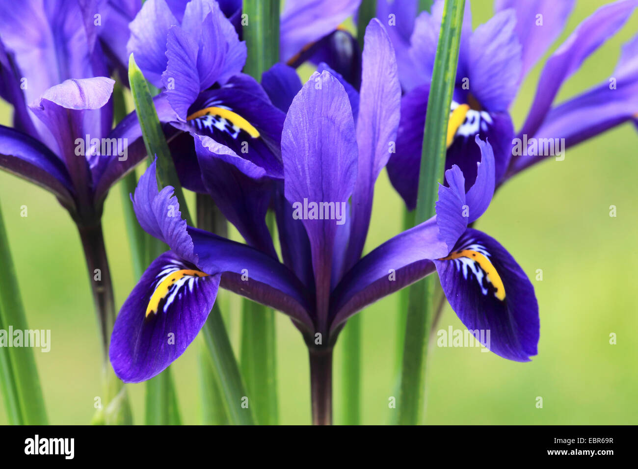 dwarf beardless iris (Iris reticulata), flowers Stock Photo - Alamy