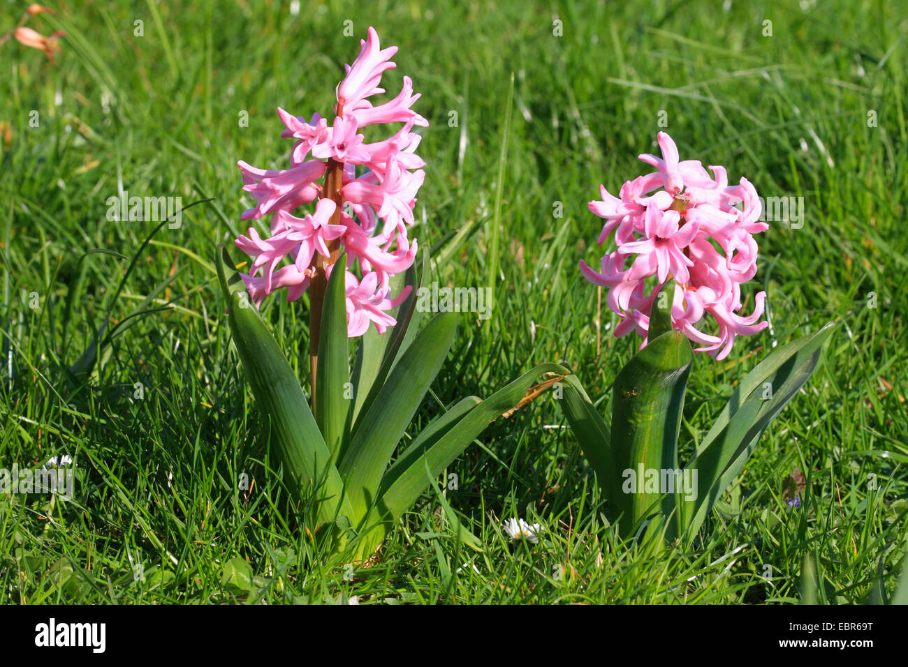 Jacinthe (Hyacinthus orientalis), pink jacinthe in a meadow Stock Photo ...
