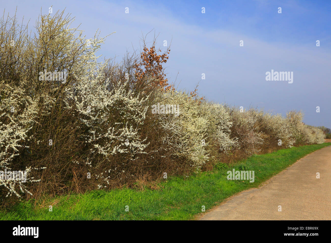 blackthorn, sloe (Prunus spinosa), hedge, Germany Stock Photo - Alamy