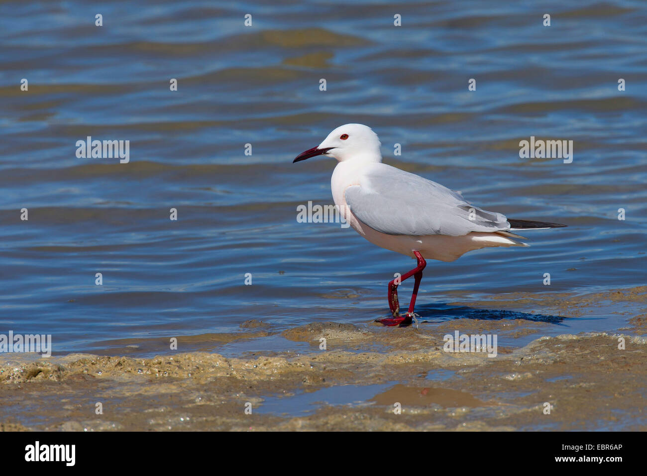 Slender bird stands hi-res stock photography and images - Alamy