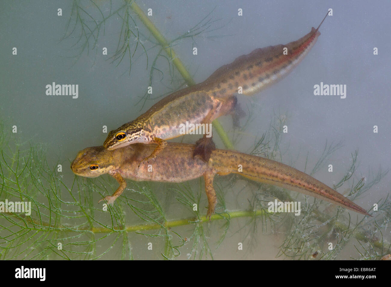 Palmate newt (Triturus helveticus, Lissotriton helveticus), male and ...