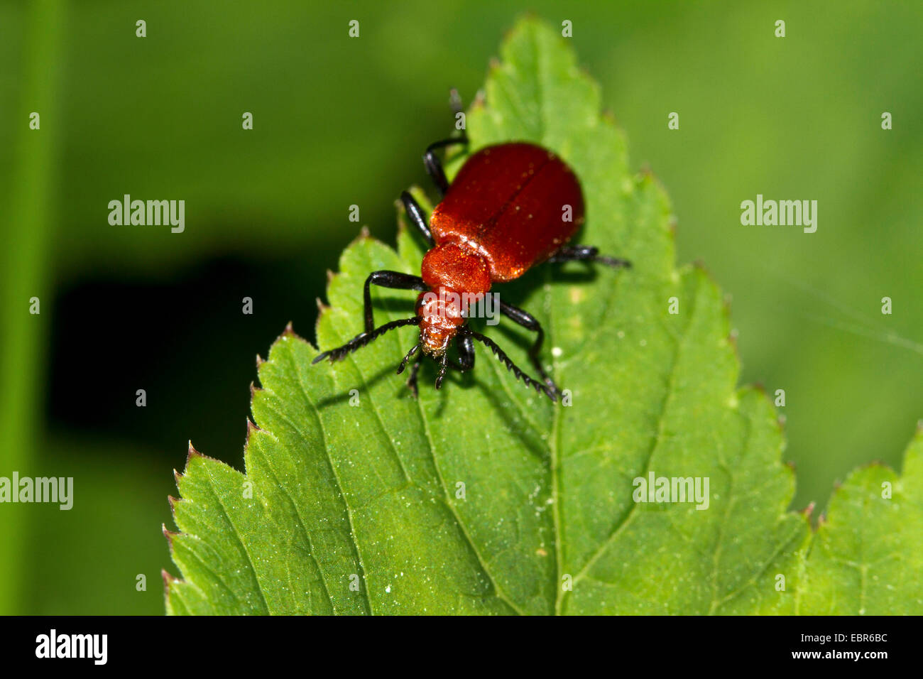 Cardinal Beetle, Cardinal Beetles, Red-headed cardinal beetle ...