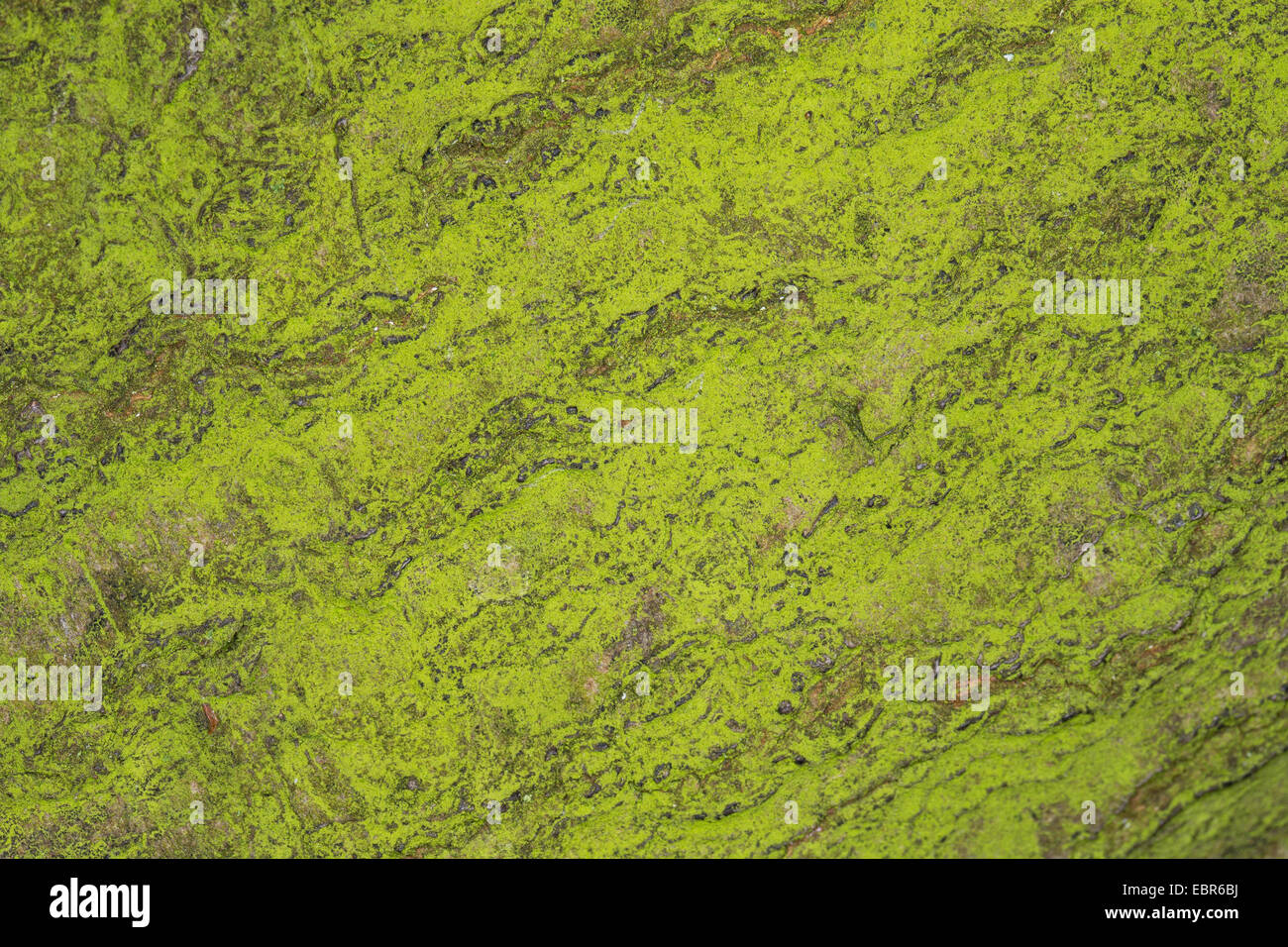 green algae coating on a pile, Germany Stock Photo - Alamy