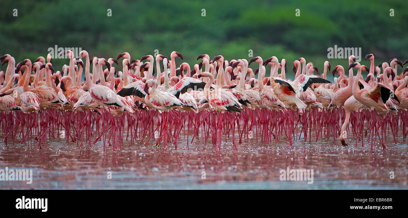Lesser flamingo (Phoeniconaias minor, Phoenicopterus minor), lesser ...