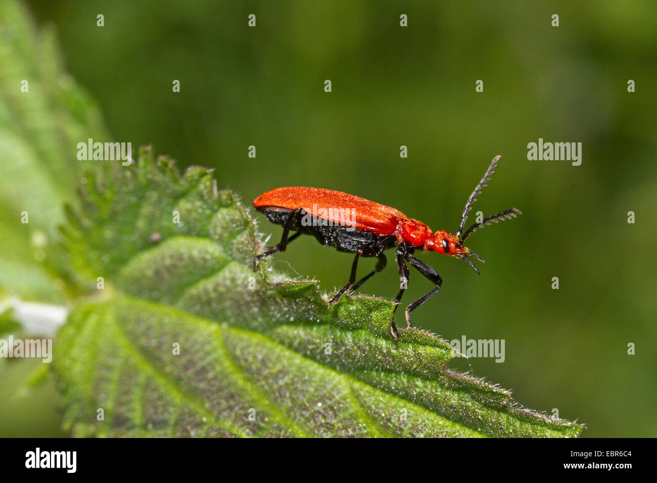 Cardinal Beetle, Cardinal Beetles, Red-headed cardinal beetle ...