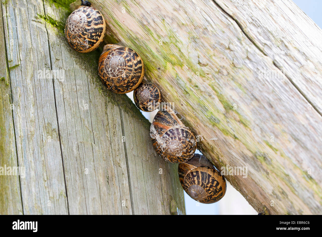 brown garden snail, brown gardensnail, common garden snail, European ...