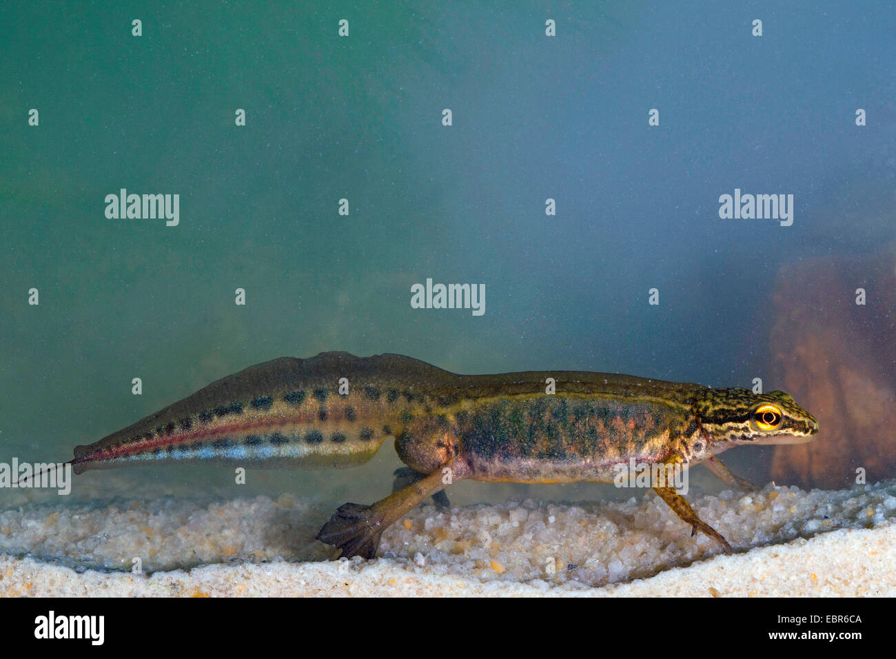 Palmate newt (Triturus helveticus, Lissotriton helveticus), male with ...
