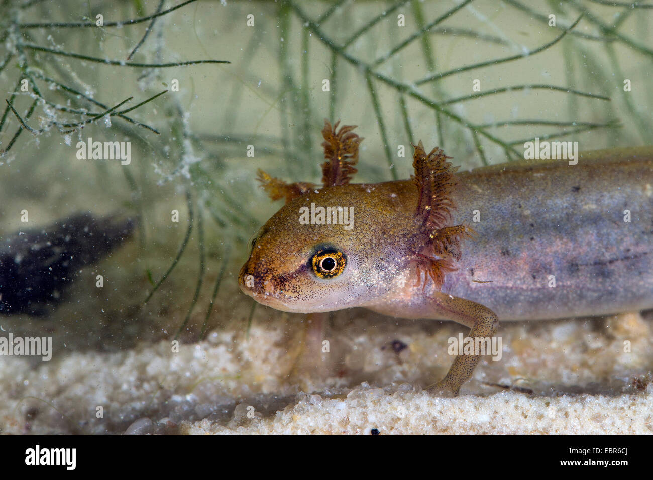 Tadpole gills hi-res stock photography and images - Alamy