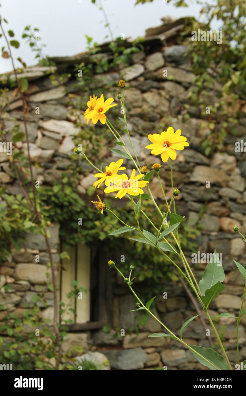 yellow flower on the background of ruins Stock Photo - Alamy
