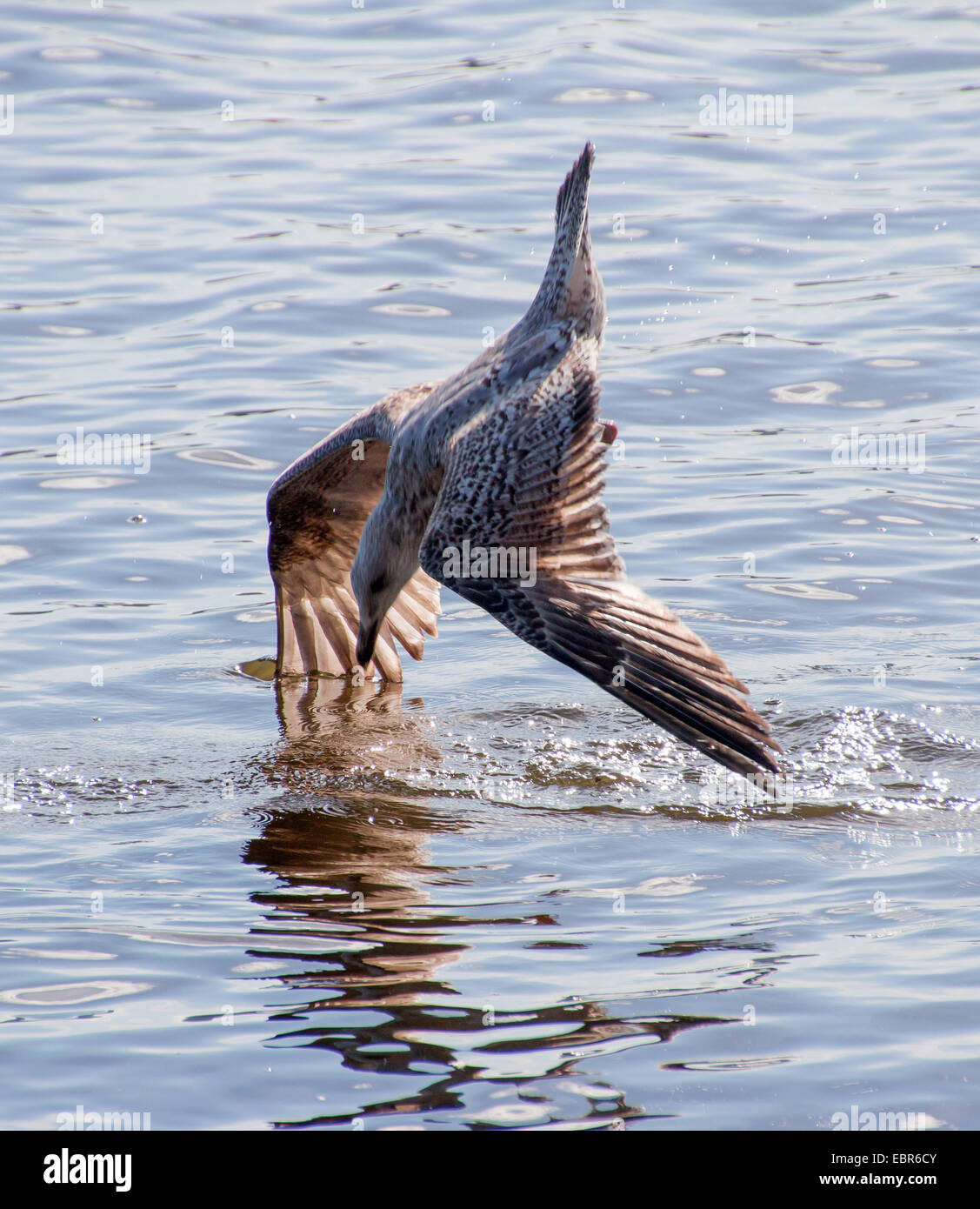gulls (Larinae), young seagull in nose dive in the Alster, Germany ...