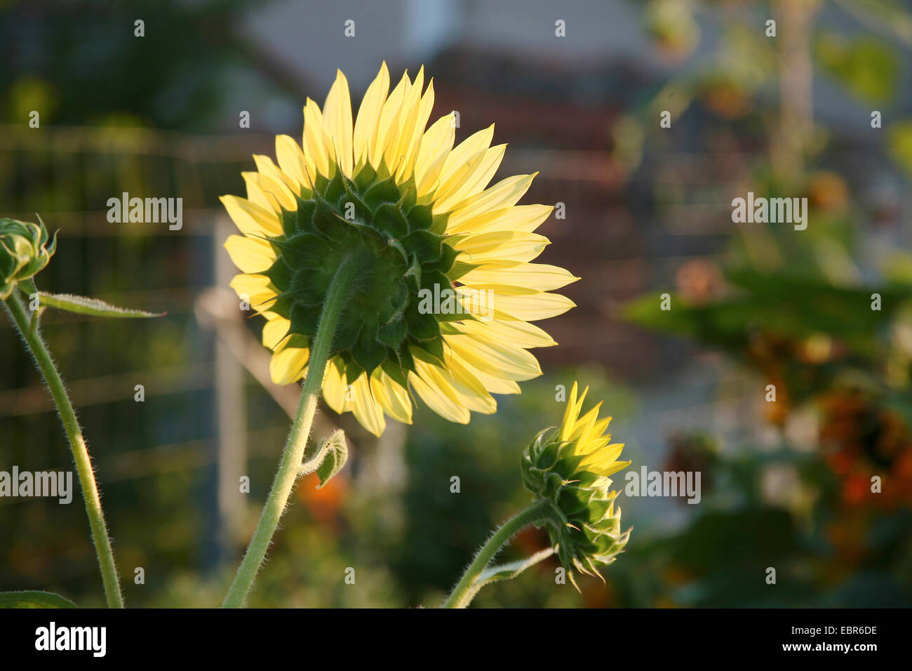 beautiful yellow sunflower in the garden Stock Photo - Alamy