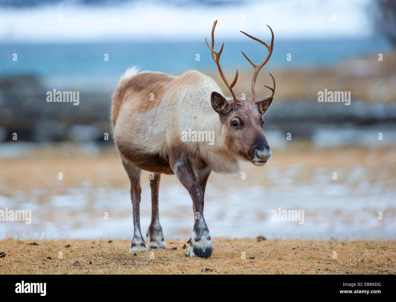 European reindeer, European caribou (Rangifer tarandus tarandus ...