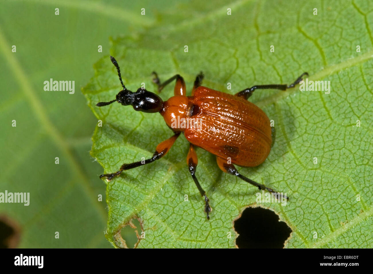 Hazel weevil (Apoderus coryli), on a leaf, Germany Stock Photo - Alamy