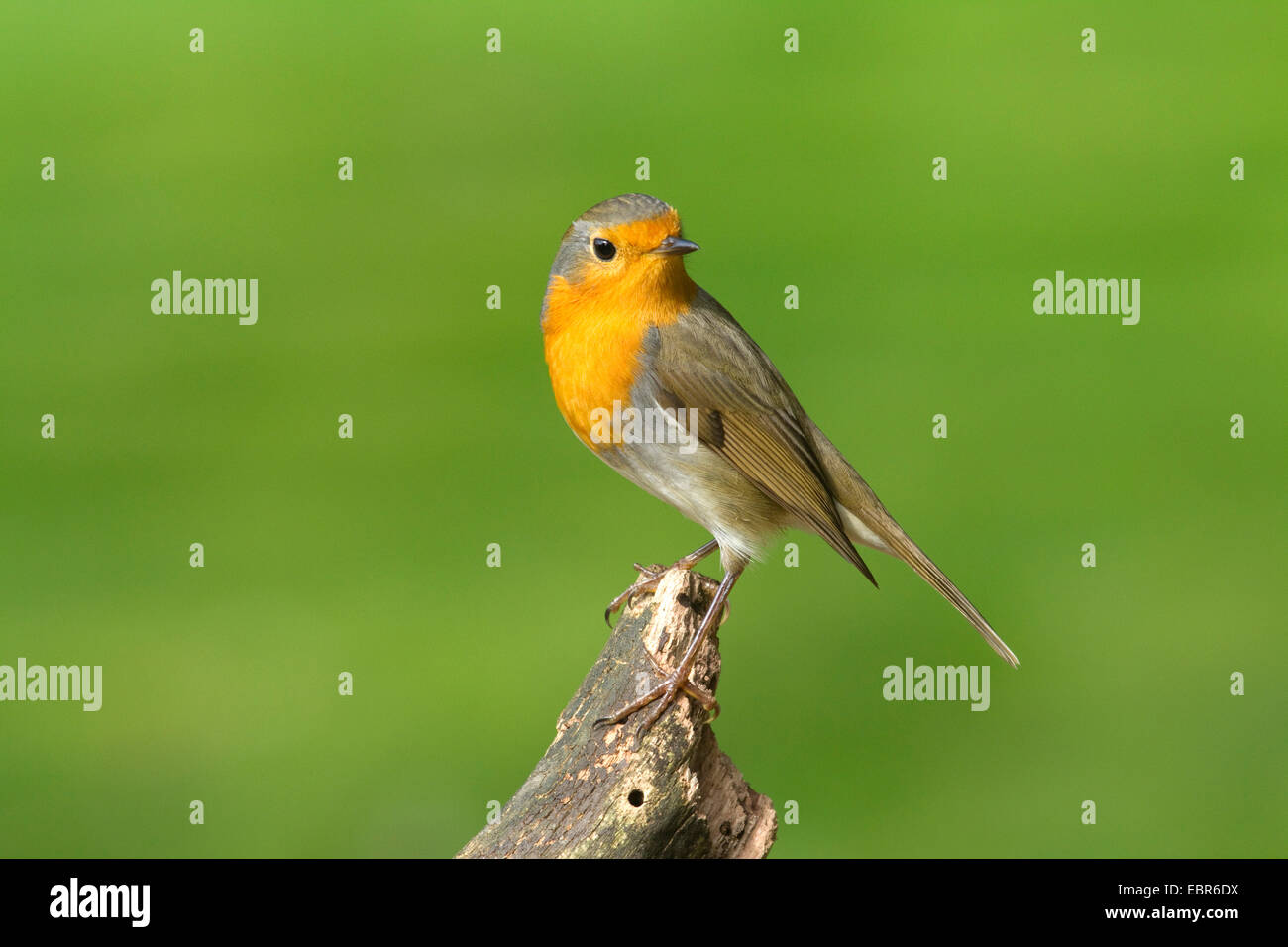 European robin (Erithacus rubecula), sitting on a post and looking back ...