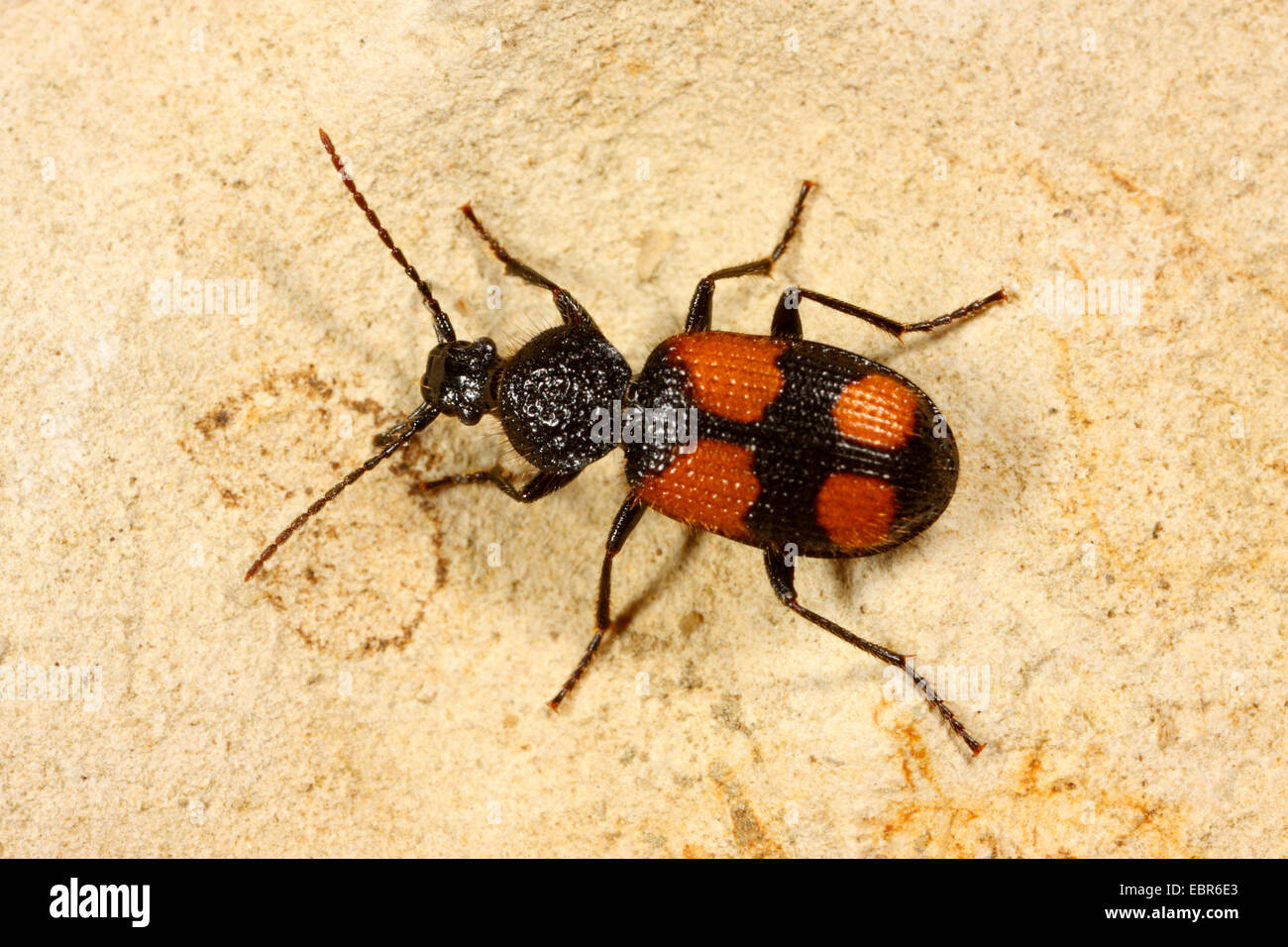 ground beetle (Panagaeus bipustulatus), on a stone, Germany Stock Photo ...