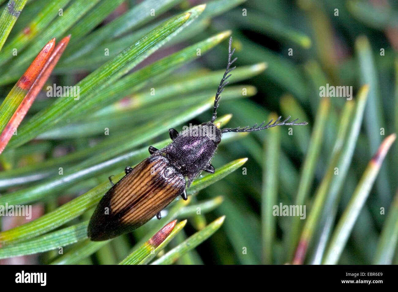 Conifer colors hi-res stock photography and images - Alamy