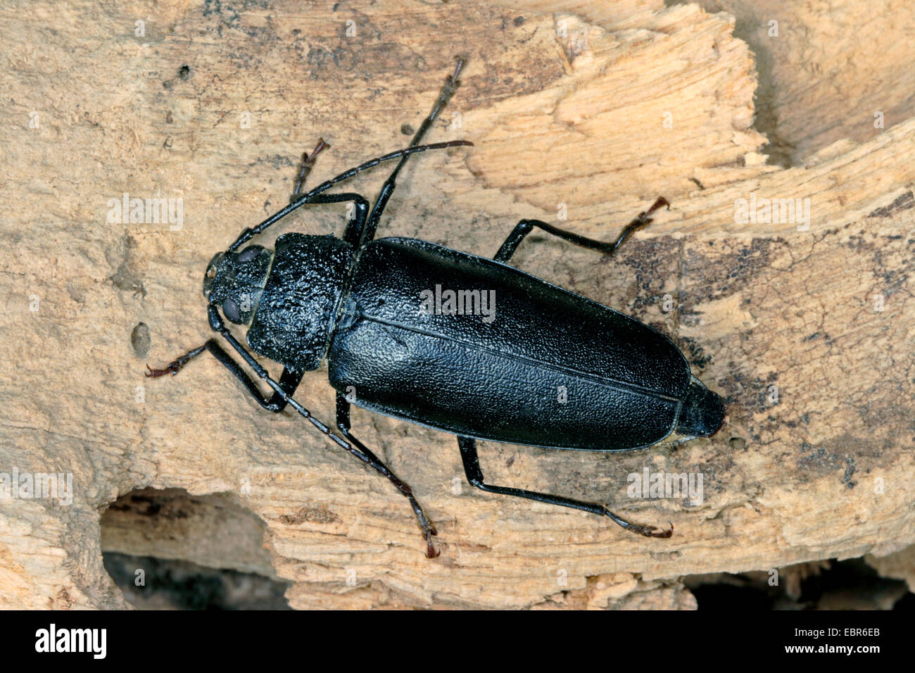 carpenter longhorn (Ergates faber), female, Germany Stock Photo - Alamy