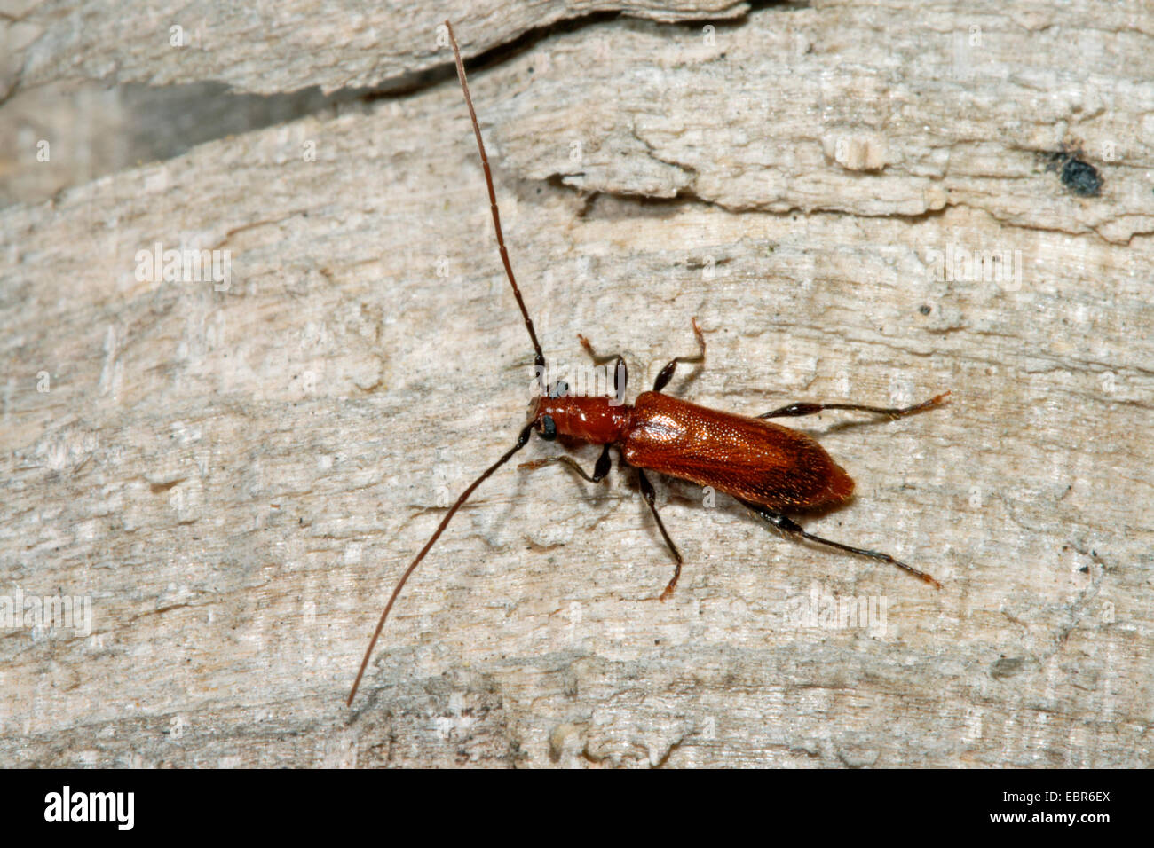 Obrium brunneum (Obrium brunneum), on deadwood, Germany Stock Photo - Alamy