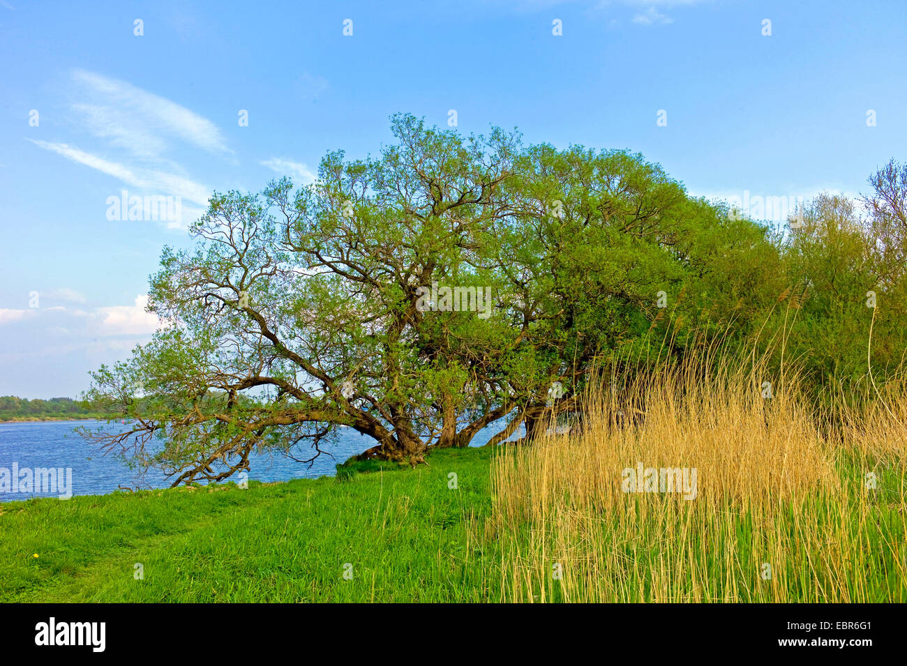 Sunshine and willows hi-res stock photography and images - Alamy