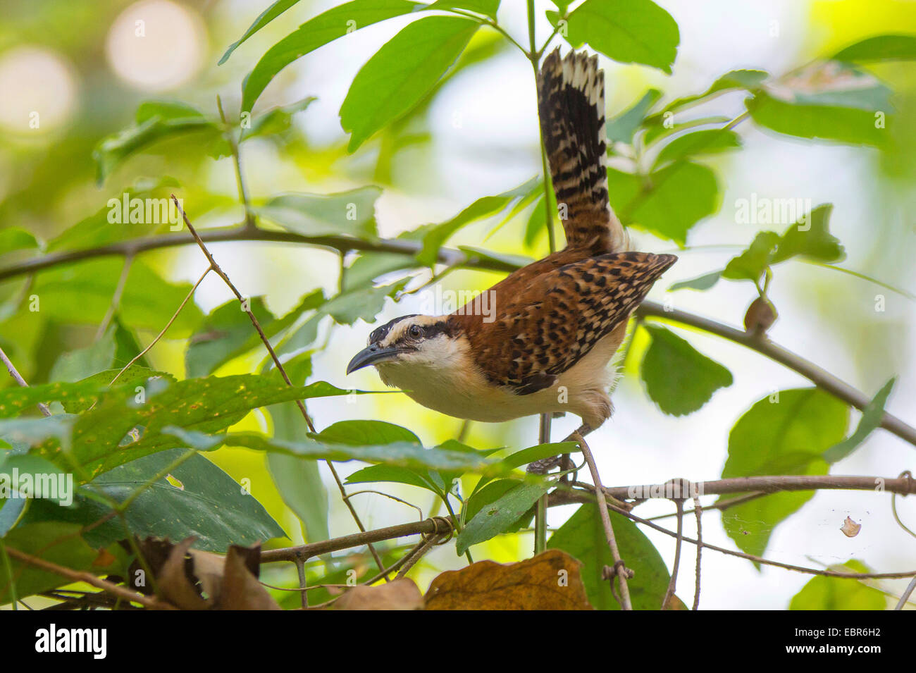 rufous-naped wren (Campylorhynchus rufinucha), sitting on a twig, Costa ...