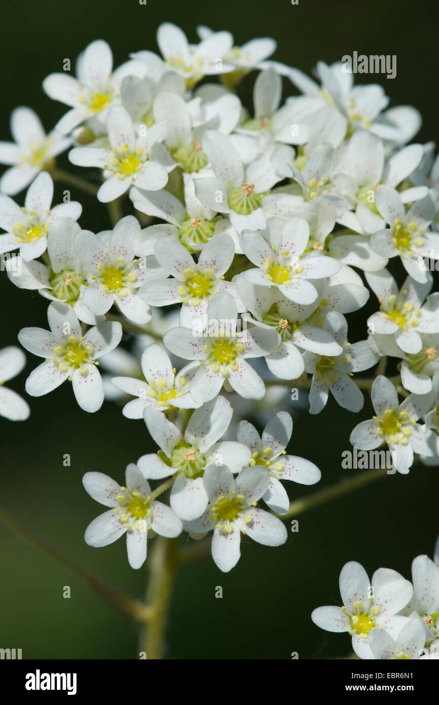 White mountain-saxifrage (Saxifraga paniculata), flowers, Germany Stock ...