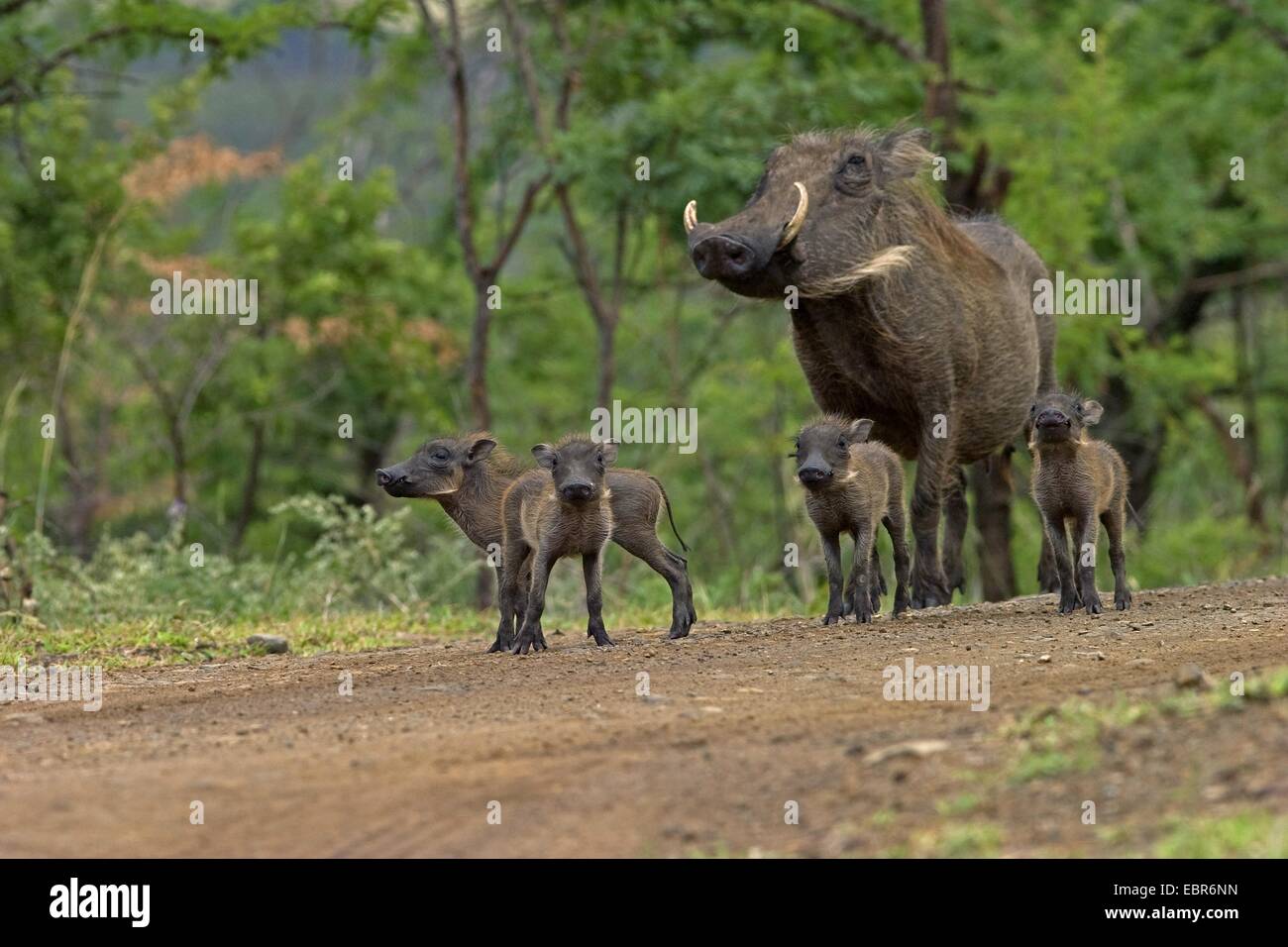 common warthog, savanna warthog (Phacochoerus africanus), family on ...