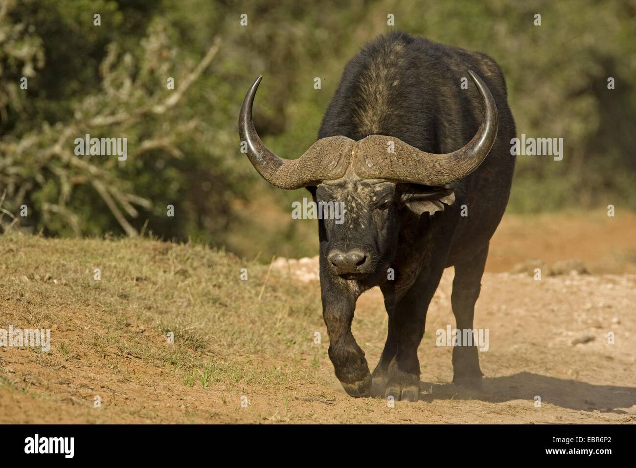 African buffalo (Syncerus caffer), male, South Africa, Eastern Cape ...