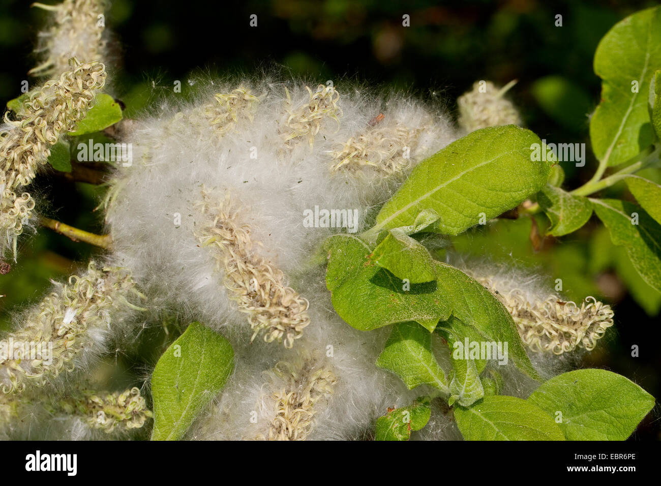 pussy willow, goat willow, great sallow (Salix caprea), with fruits, seeds with white seed hairs ...