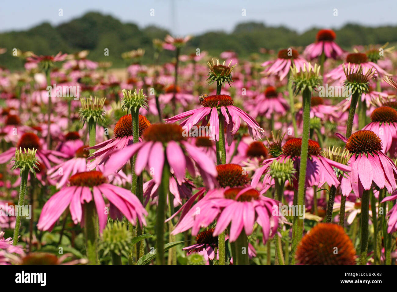 eastern purple coneflower (Echinacea purpurea), field of purple ...