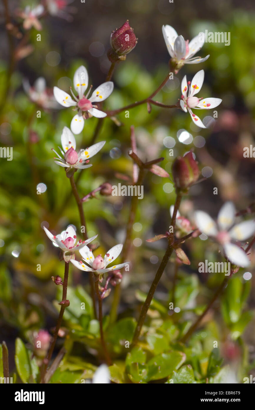 Starry flowers hi-res stock photography and images - Alamy